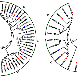 Phylogenetic relationships of Arabidopsis, cucumber, watermelon and ...