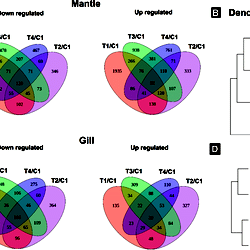 Venn diagrams of differentially expressed genes (DEG).