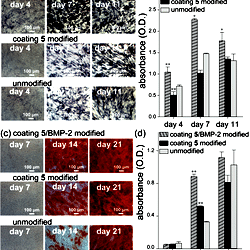 ALP activity assay and ARS staining.