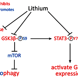 Potential pathways of lithium action on autophagy and GFAP expression.