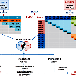 Flowchart of the workflow of the microarray meta-analysis methodology ...