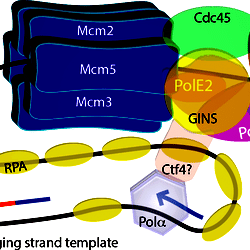 The role of Cdc45-PCNA interaction at the replication fork.