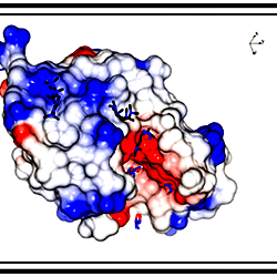Three different representations for superposed structures of HEWL with ...