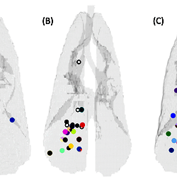 Three NHP lung maps illustrating the positioning of pulmonary ...