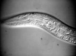 Video of the L4 pharyngeal cuticle and grinder being swallowed into the ...