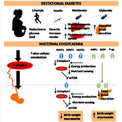 Summary diagram of the mechanisms of action of GDM intervention on ...
