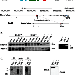 Generation of the Chd9 knockout results in complete removal of the ...