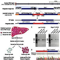 hPAH viral genome design and FRG® mouse model.