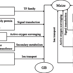 Molecular model of the mechanisms underlying salt tolerance and GB ...