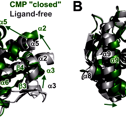Structural comparison of the CMP "closed" complex (green) with the ...