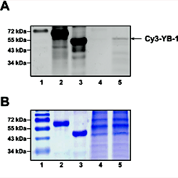Penetration of Cy3-labeled YB-1 into primary neuronal culture of rat ...
