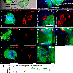 TEP1 occurrence in the testes during spermatogonial development.