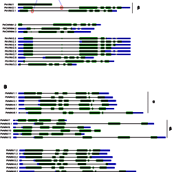 Schematic representation of the structure of the invertase gene family ...