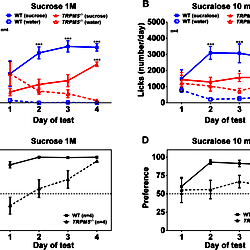 Lickometer taste preference test in male Trpm5-/- and wild type mice.