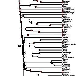 Item - (A) Ancestral reconstruction of headhunting summarised on a ...