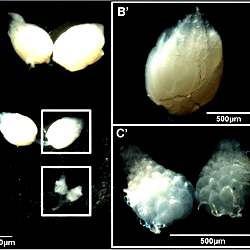 The phenotype of D. americana reproductive diapause.