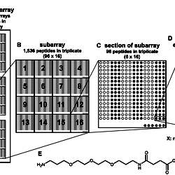 Schematic layout of the peptide microarray chip.