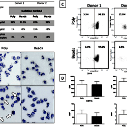 Neutrophil purity after isolation using Polymorphprep or negative-selection (magnetic beads).