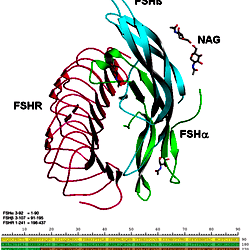 FSH/FSHR quaternary and primary structures examined in this study.