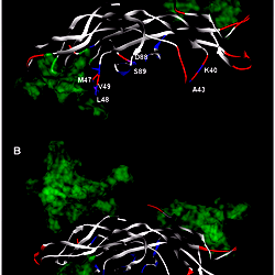 Comparison of FSH dynamic structural features at the FSH/FSHR interface ...