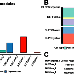 Cell-type specificity of modules is refined in submodules.