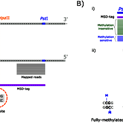 Illustration of MSD-tags and MSD-sites.