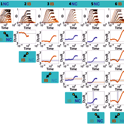 A combined algorithm to distinguish between IB and NC models based on ...