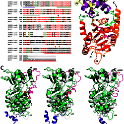 Structural features of SIRT2.