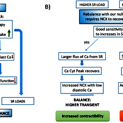 Schematics of possible SERCA gene therapy outcomes.