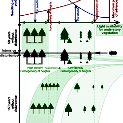 The conceptual figure illustrates how the structural complexity of an ...