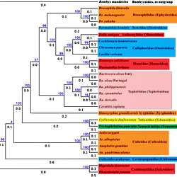 Phylogenetic tree of Diptera mitochondrial genome sequences inferred by ...