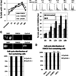 FA core complex foci form during S-G2 phases of the cell cycle.