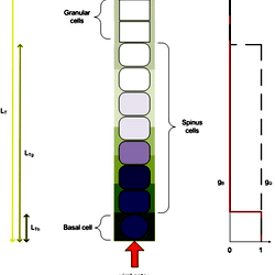 Schematic diagram of the continuum model.