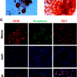 Determination of KSC differentiation abilities.