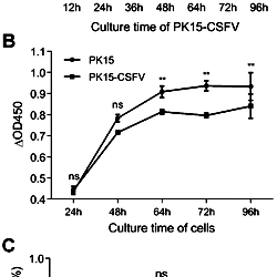 Biological characteristics of PK15-CSFV cells.