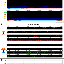 Live-cell analysis of MEFs expressing mKeima-LC3B.