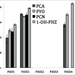 Production of the phenazines phenazine-carboxylic acid (PCA), pyocyanin ...