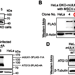 Establishment of ULK1 and ATG13 DKO, double WT or mutant cell line.