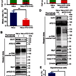 ULK1 and ATG13 coordinate to regulate cell cycle progression.