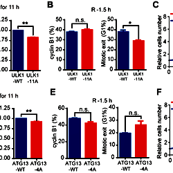 The role of ULK1-11A/ATG13-4A unphosphorylatable mutant in cell cycle ...
