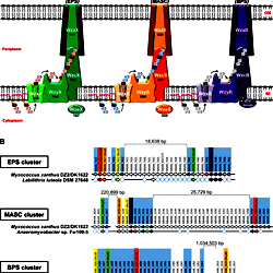 Wzx/Wzy-dependent polysaccharide biosynthesis pathways encoded by M ...