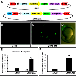 Artificial assays of ET activity of mMTI promoter.