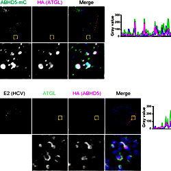 ABHD5 and ATGL colocalize at the lipid droplet surface.
