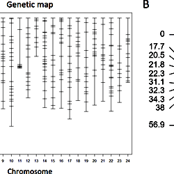 Genetic map of the single nucleotide polymorphism (SNP) markers.