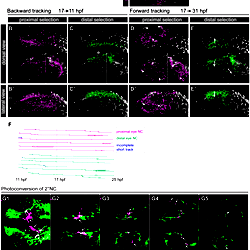 Systematic tracking of 1°NC and 2°NC cells.