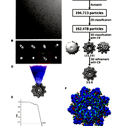 Workflow of cryo-EM structure determination of the CsgG-CsgF complex.