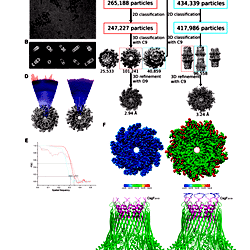 Workflow of cryo-EM structure determination of the CsgG-CsgF20–59 complex.