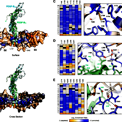 Hot spots in PDGFRα for mutations that increase HCMV trimer binding in ...