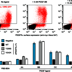 Soluble PDGFRα variants that no longer inhibit PDGF signaling.