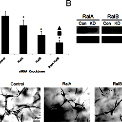 RalA and RalB are required for EC tubulogenesis in 3D matrices.
